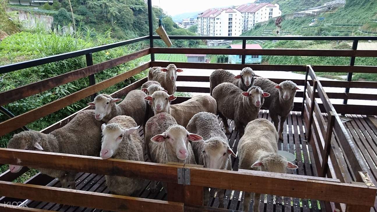 [Klook Exclusive] The Sheep Sanctuary Admission Ticket at Cameron ...